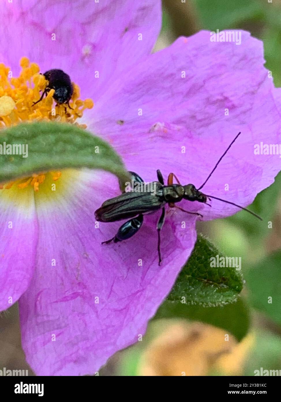Yellow-legged Thick-legged Flower Beetle (Oedemera flavipes) Insecta ...