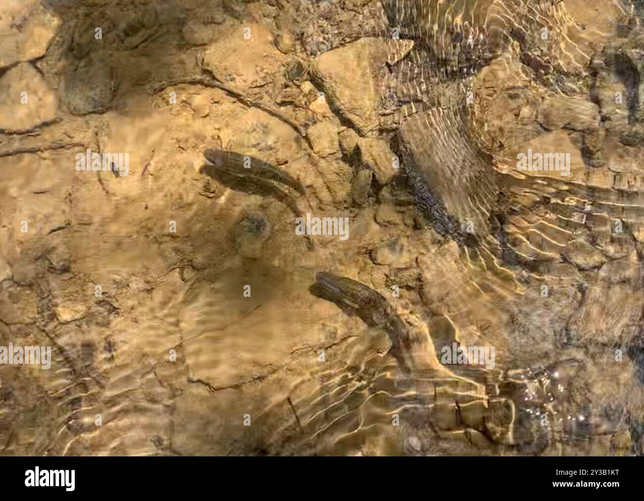 Ray-finned Fishes (Actinopterygii) Actinopterygii Stock Photo - Alamy