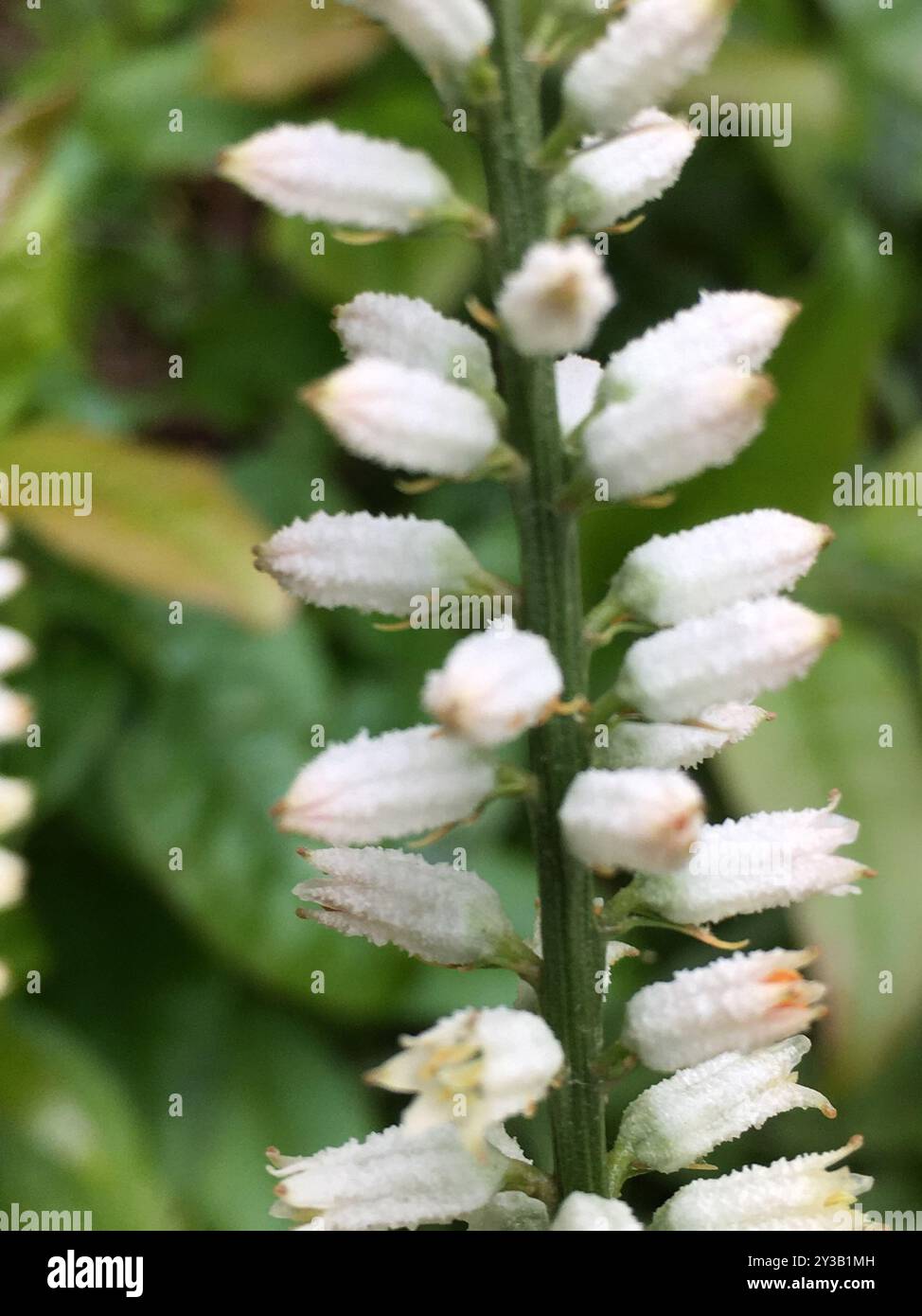 White-tubed Colicroot (Aletris farinosa) Plantae Stock Photo - Alamy