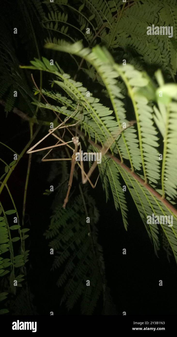 tessellated stick insect (Anchiale austrotessulata) Insecta Stock Photo ...