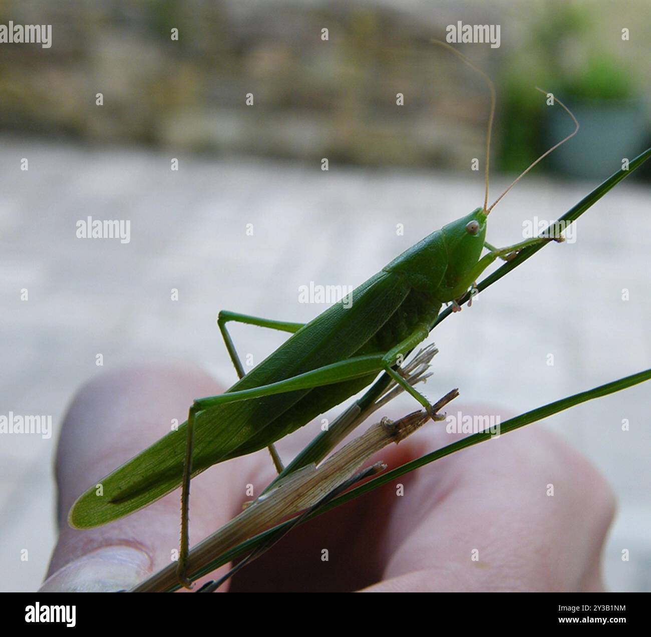 Large Conehead (Ruspolia nitidula) Insecta Stock Photo - Alamy