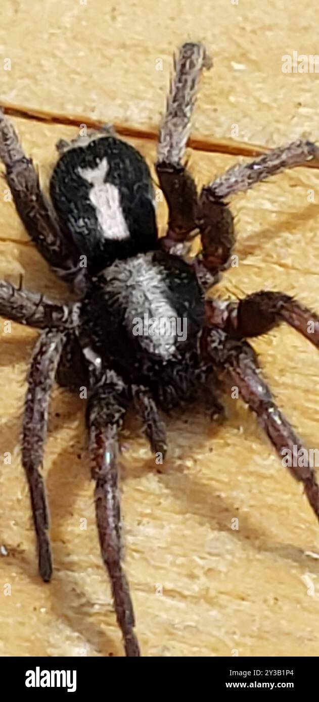 Eastern Parson Spider (Herpyllus ecclesiasticus) Arachnida Stock Photo ...