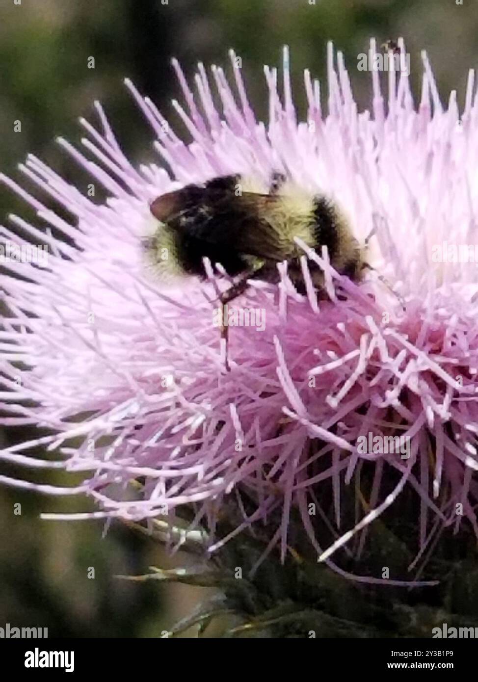 Black-tailed Bumble Bee (Bombus melanopygus) Insecta Stock Photo - Alamy