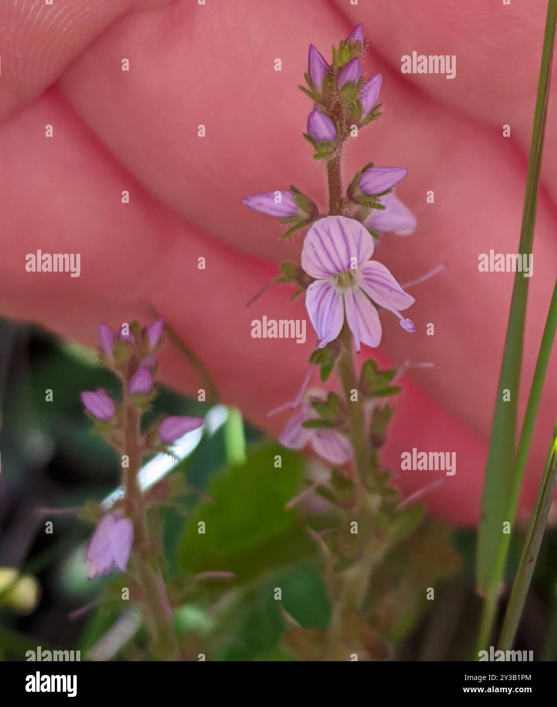 heath speedwell (Veronica officinalis) Plantae Stock Photo - Alamy