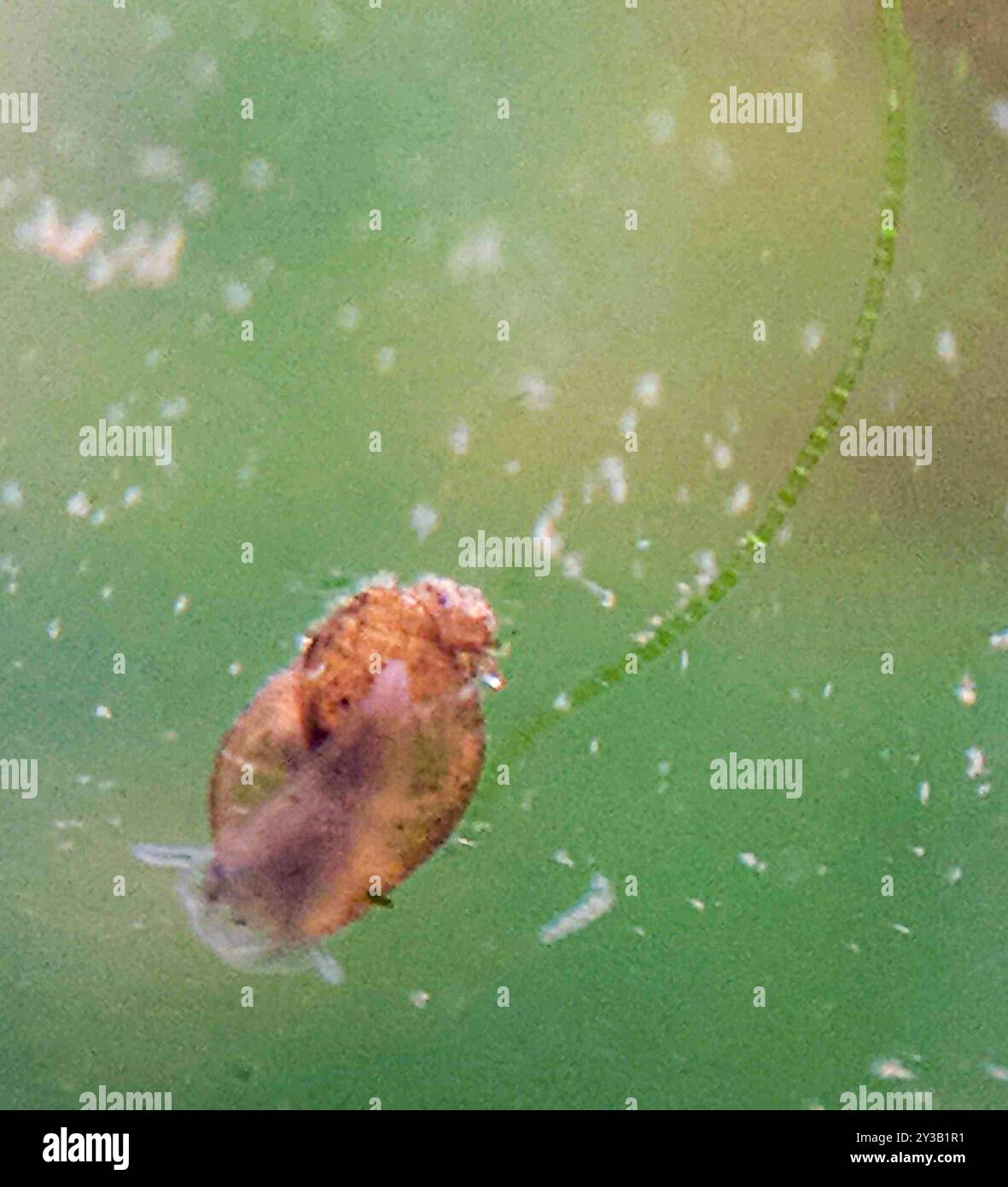 Bladder Snails (Physidae) Mollusca Stock Photo - Alamy