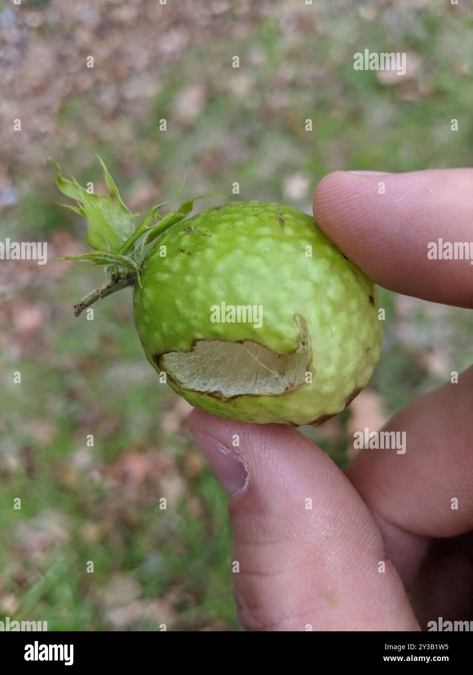 Spongy Oak Apple Gall Wasp (Amphibolips confluenta) Insecta Stock Photo ...