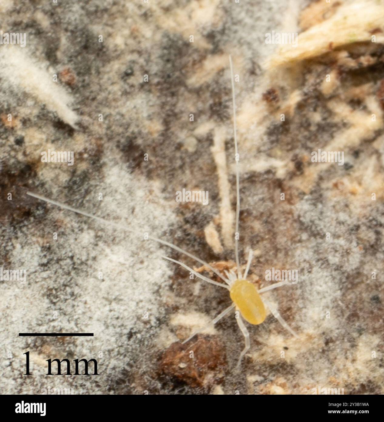 Mites and Ticks (Acari) Arachnida Stock Photo - Alamy