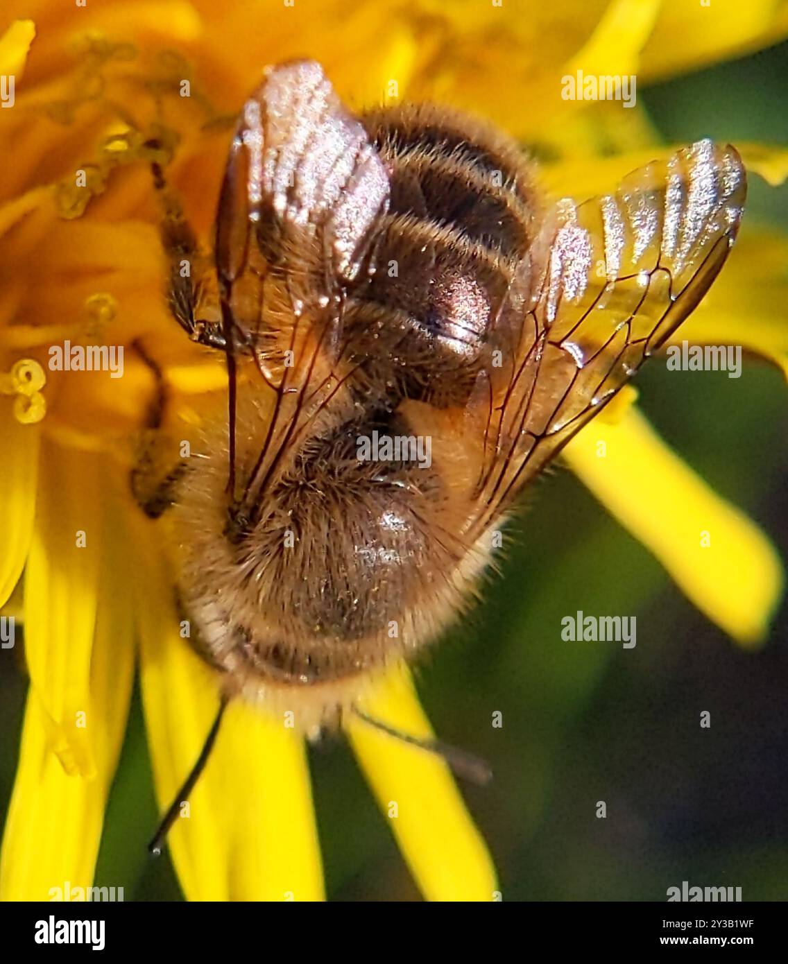 Horn-faced Mason Bee (Osmia cornifrons) Insecta Stock Photo - Alamy