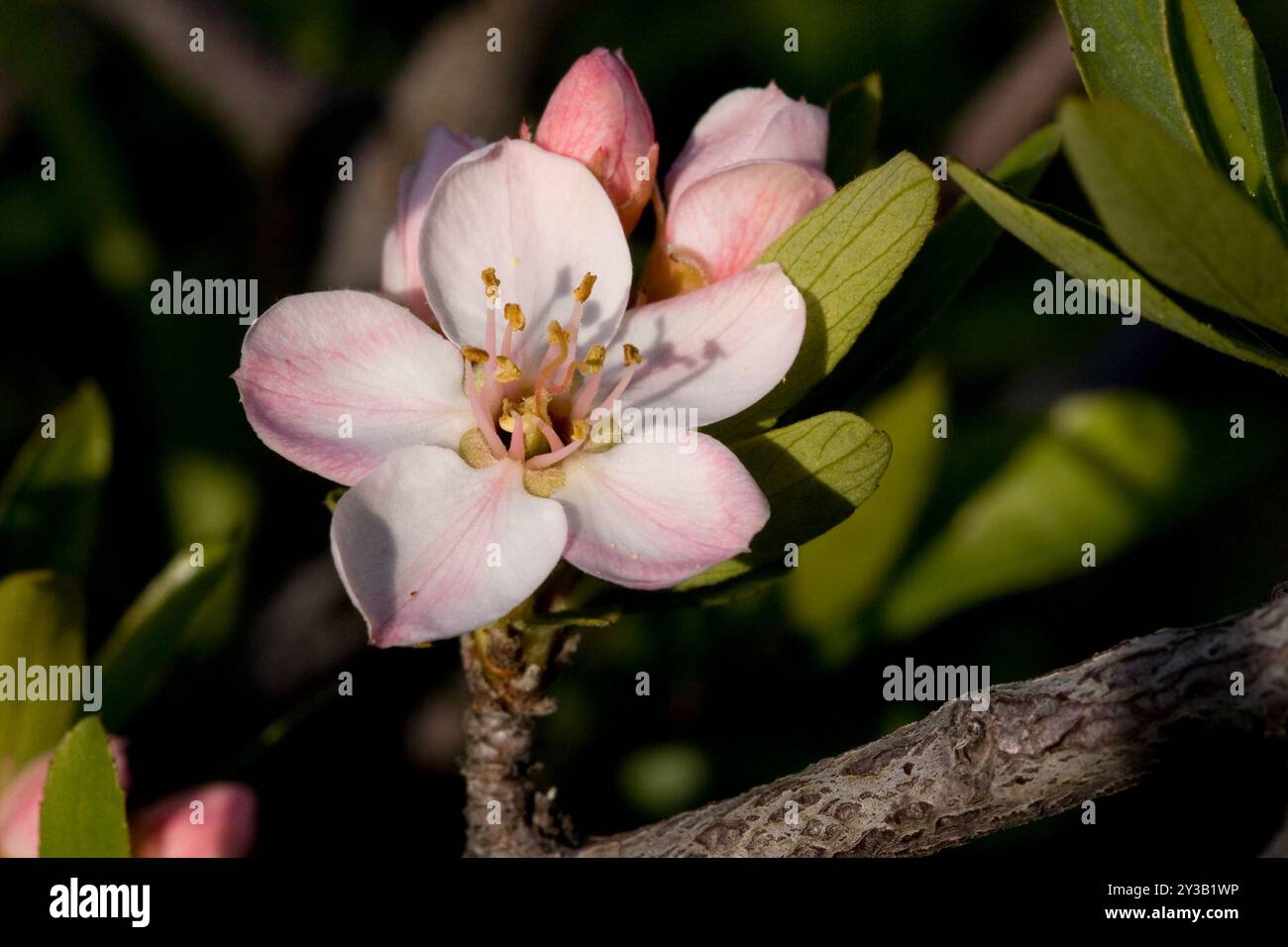 wild crab apple (Peraphyllum ramosissimum) Plantae Stock Photo - Alamy
