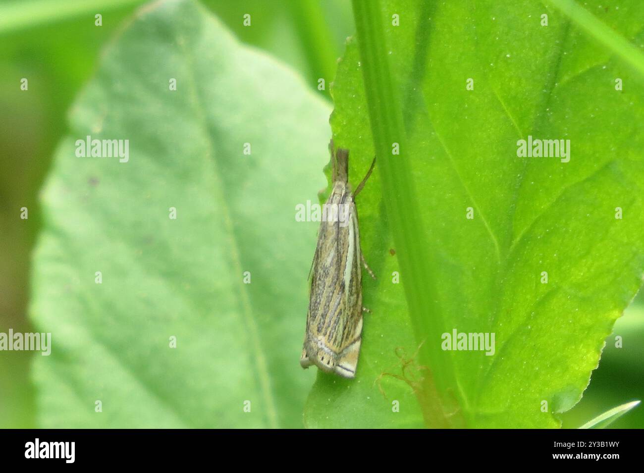 Hook-streaked Grass-veneer (Crambus lathoniellus) Insecta Stock Photo ...