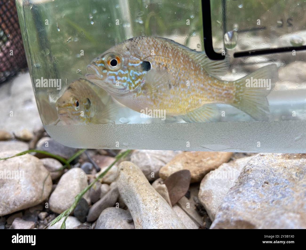 Longear Sunfish Complex (Lepomis megalotis) Actinopterygii Stock Photo ...