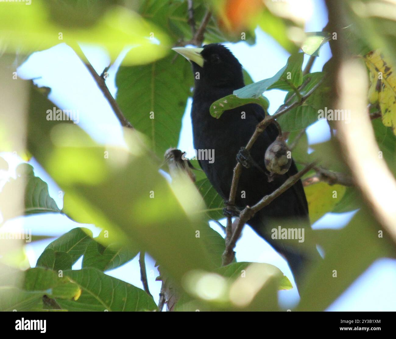 Red-rumped Cacique (Cacicus haemorrhous) Aves Stock Photo - Alamy