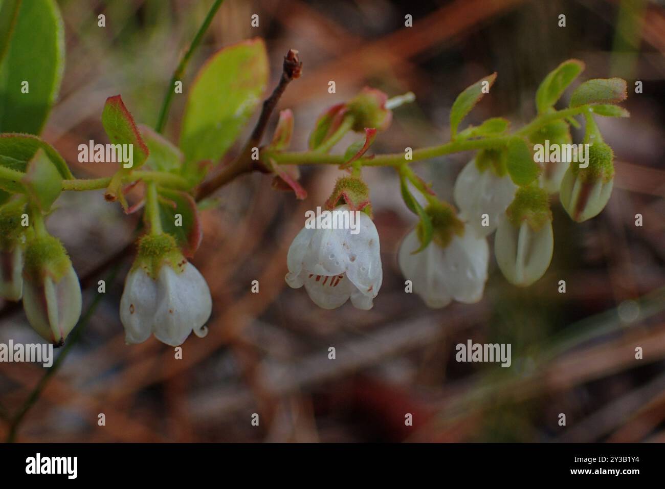 dwarf huckleberry (Gaylussacia dumosa) Plantae Stock Photo - Alamy
