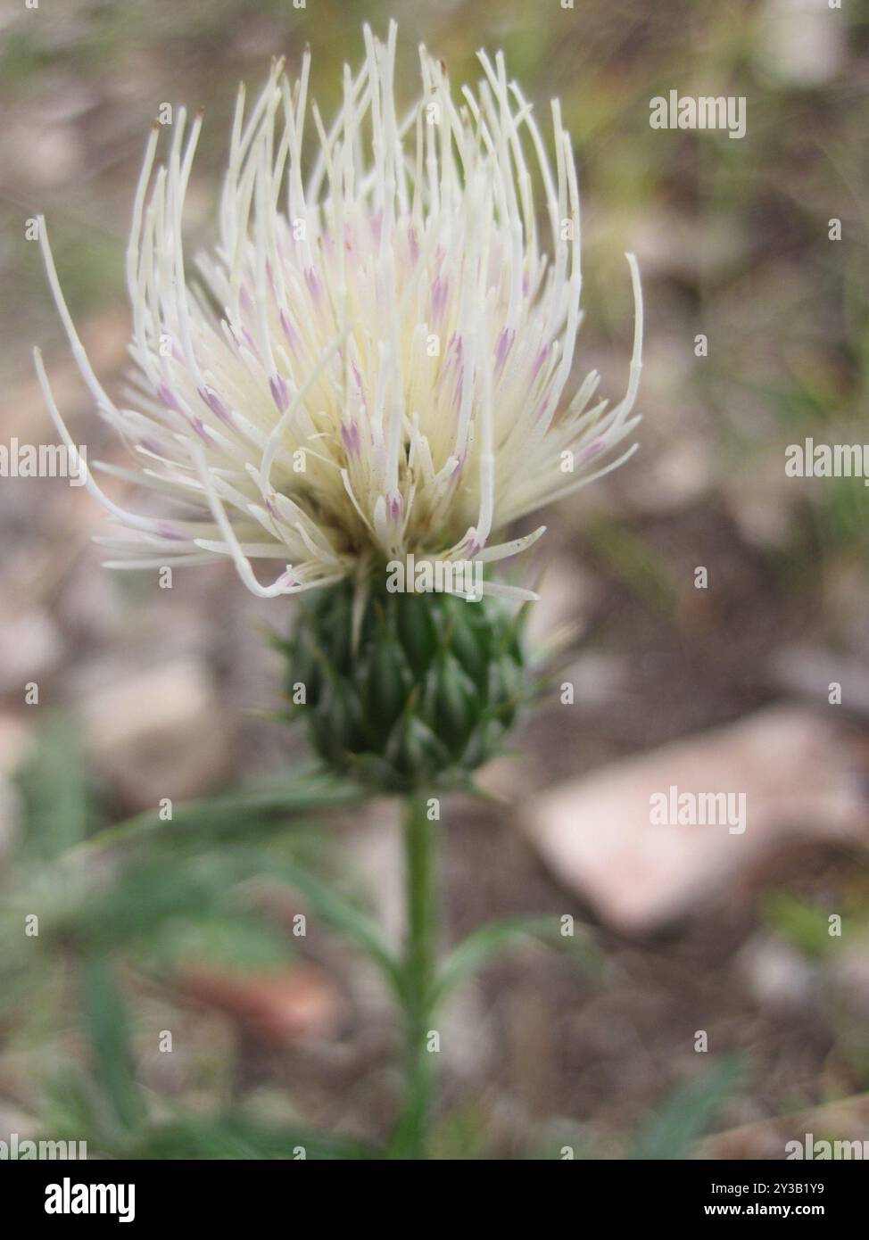Arizona thistle (Cirsium arizonicum) Plantae Stock Photo - Alamy