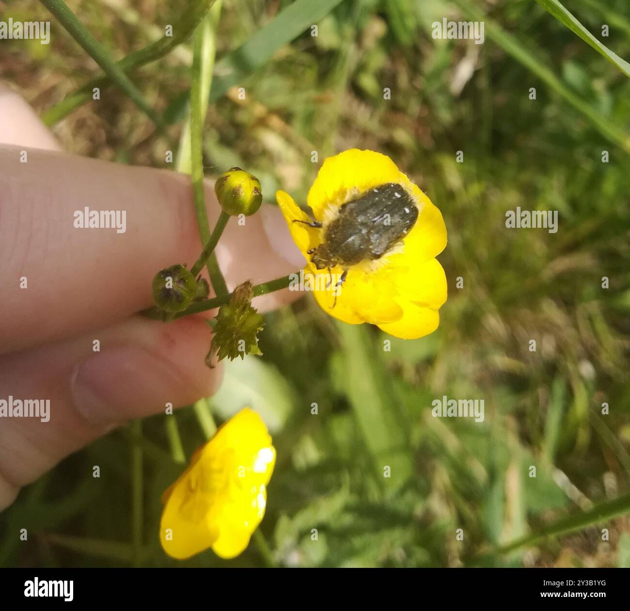 Apple Blossom Beetle (Tropinota hirta) Insecta Stock Photo - Alamy
