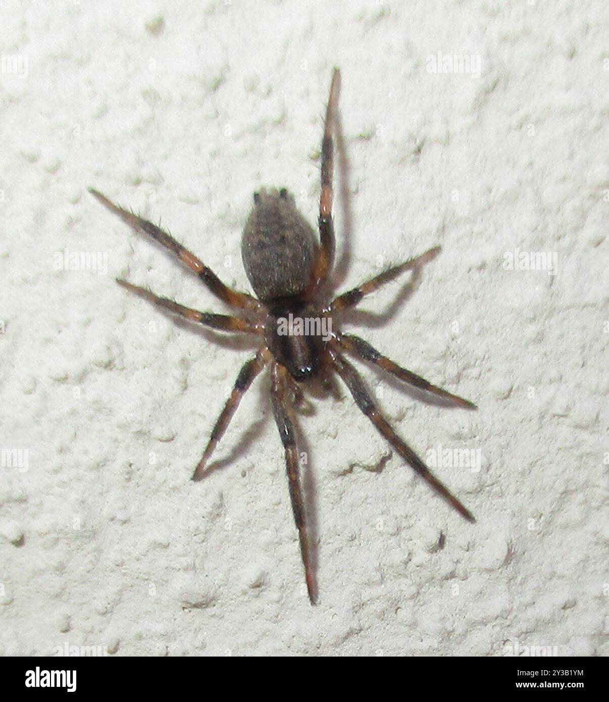 Spiders (Araneae) Arachnida Stock Photo - Alamy