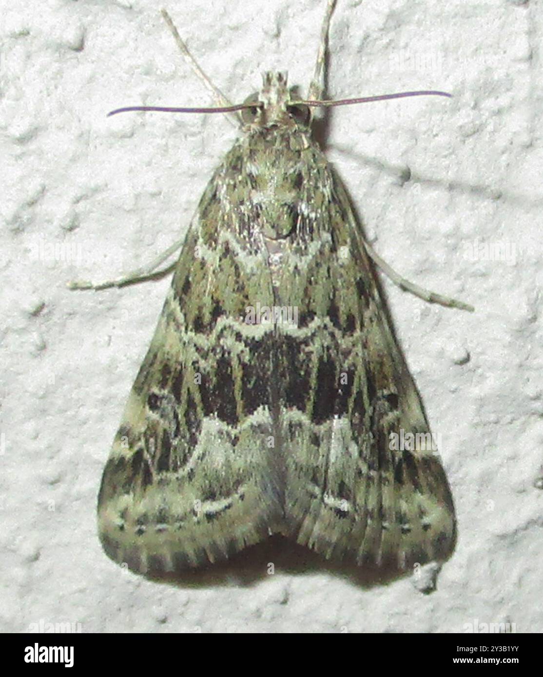 Old World Webworm (Hellula undalis) Insecta Stock Photo - Alamy
