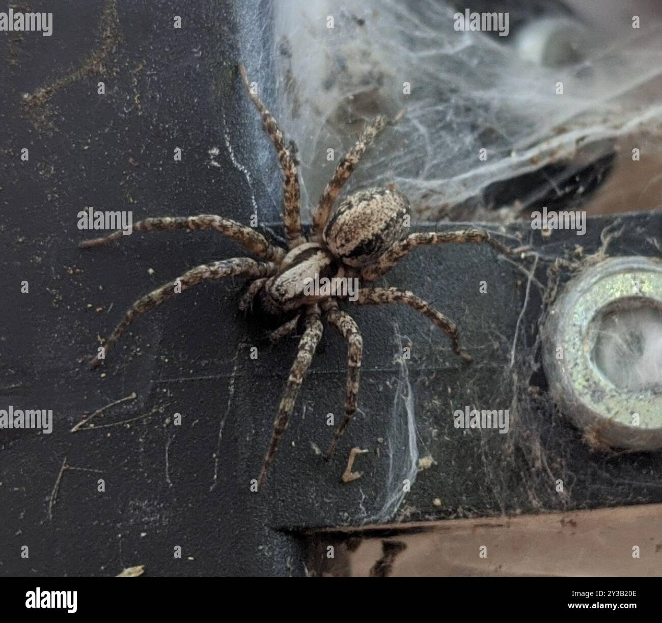 Funnel Weavers (Agelenidae) Arachnida Stock Photo - Alamy