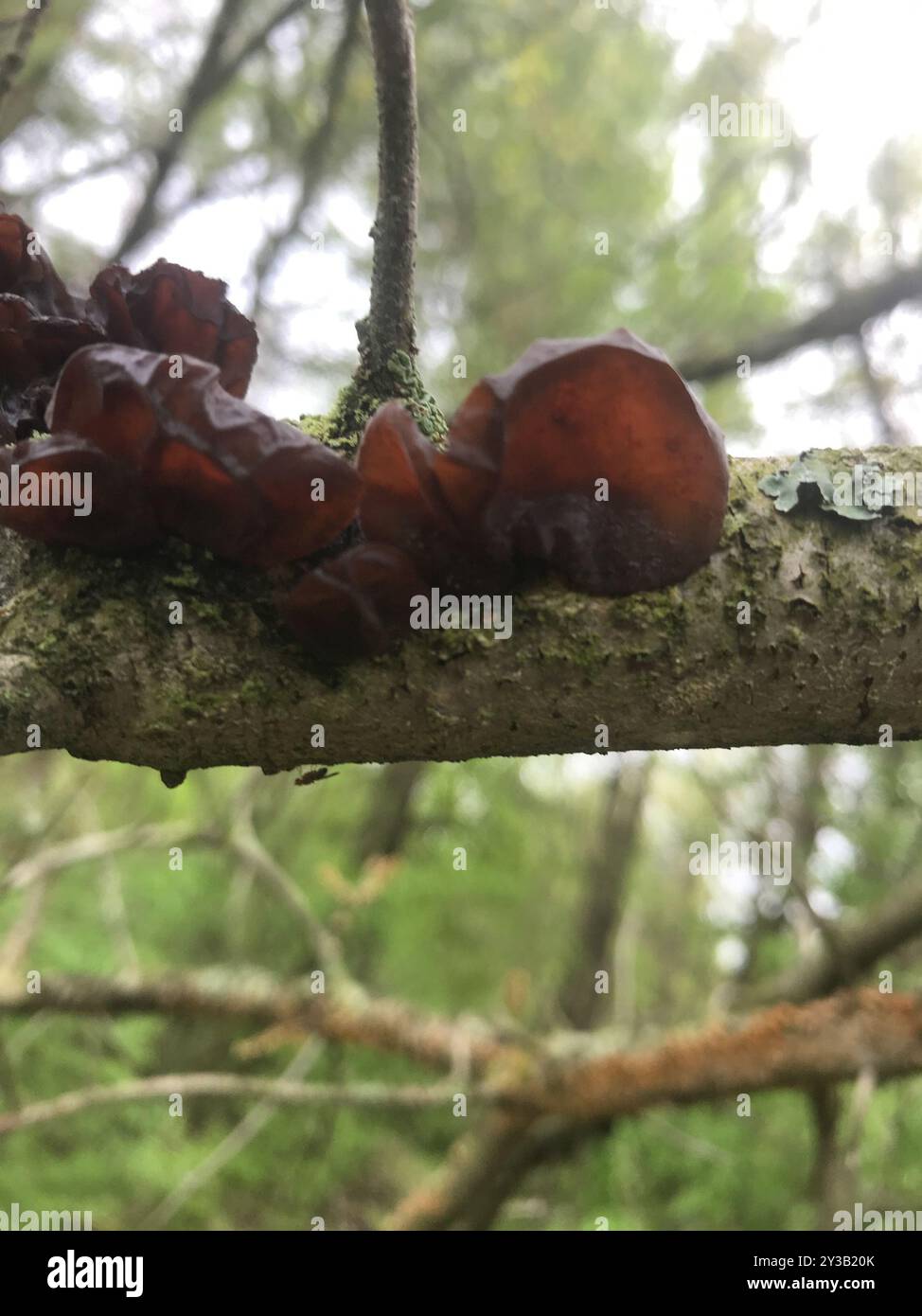 Exidia crenata hi-res stock photography and images - Alamy