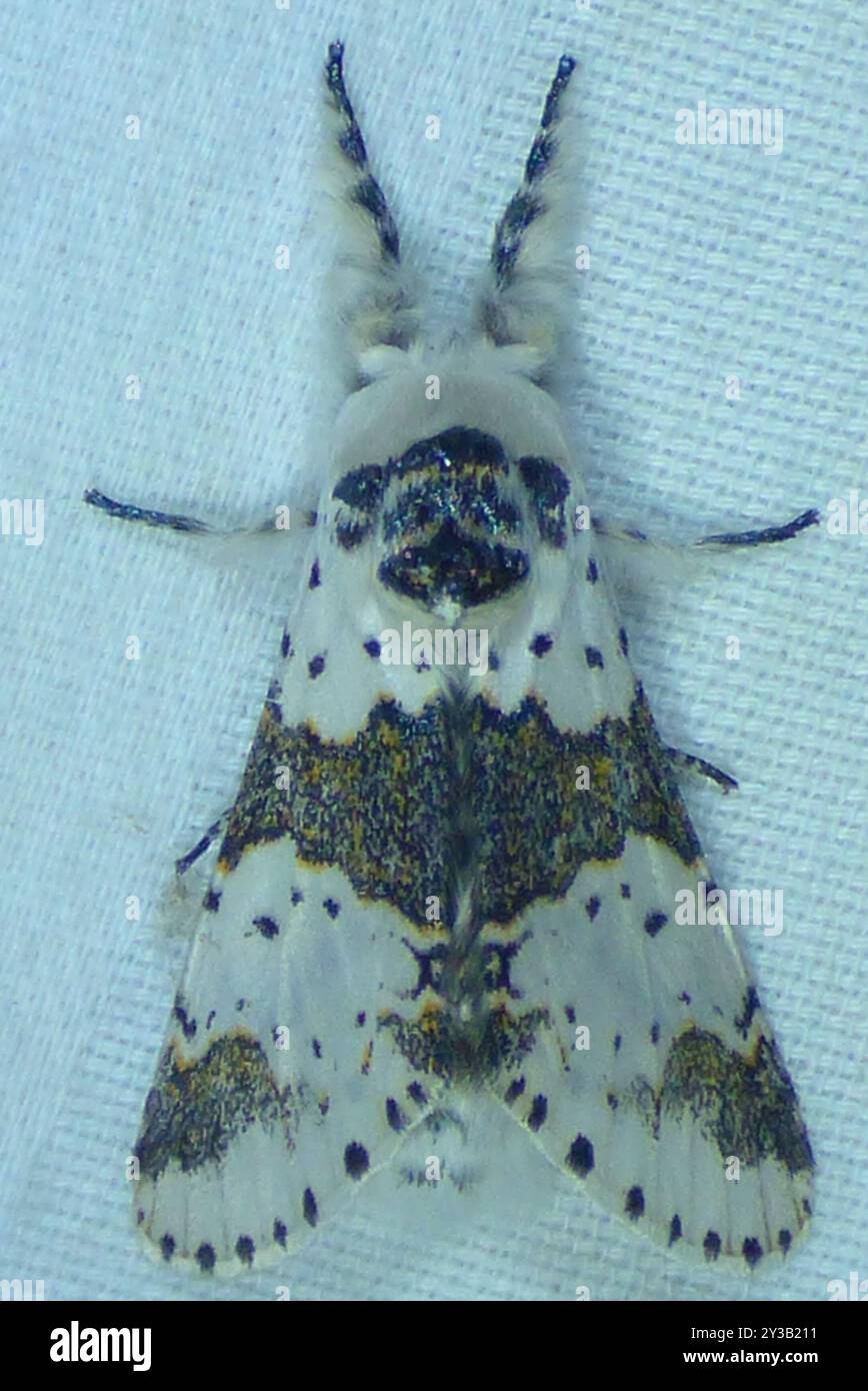 White Furcula Moth (Furcula borealis) Insecta Stock Photo - Alamy