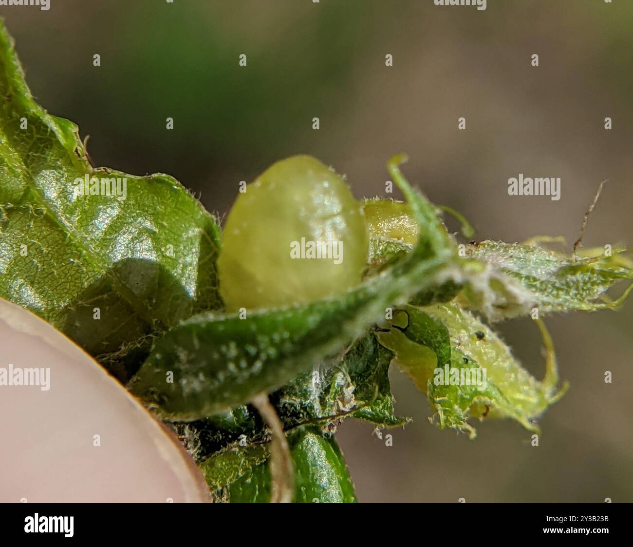 Gall Midges (Cecidomyiinae) Insecta Stock Photo - Alamy