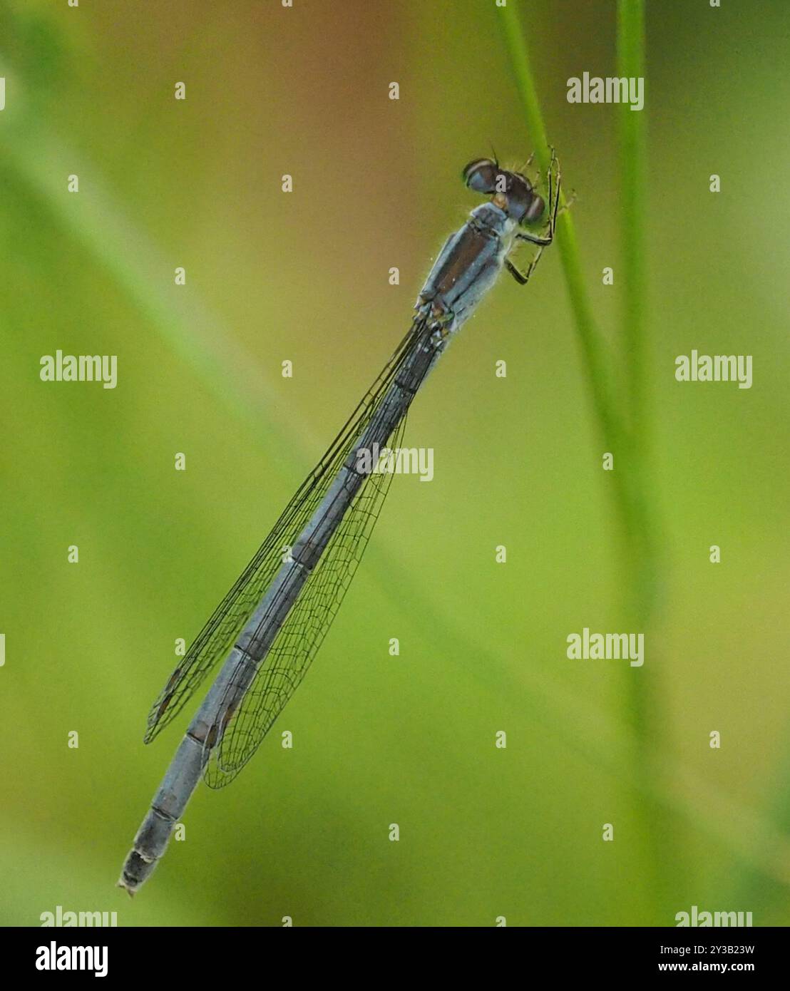 Eastern Forktail (Ischnura verticalis) Insecta Stock Photo - Alamy