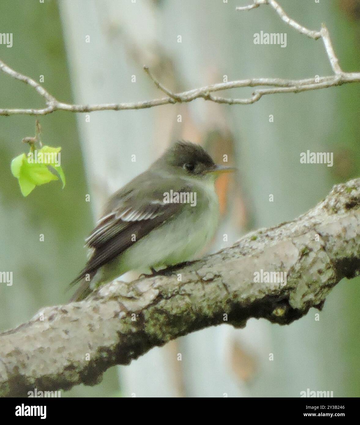 Eastern Wood-Pewee (Contopus virens) Aves Stock Photo - Alamy