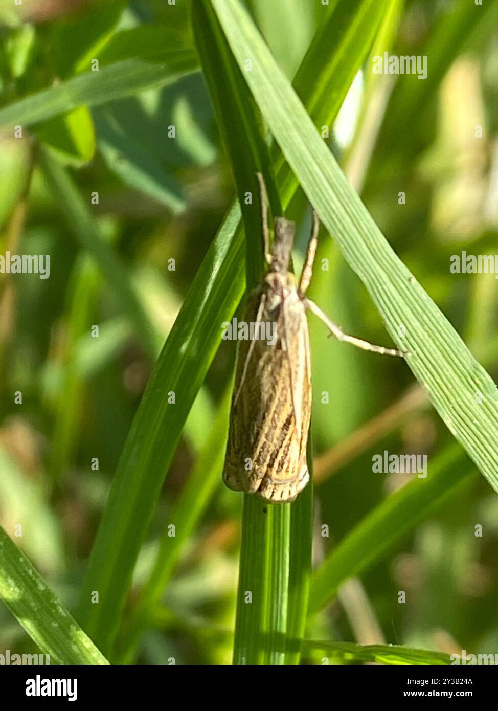 Hook-streaked Grass-veneer (Crambus lathoniellus) Insecta Stock Photo ...