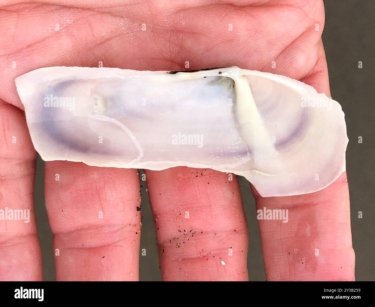Pacific Razor Clam (Siliqua patula) Mollusca Stock Photo - Alamy