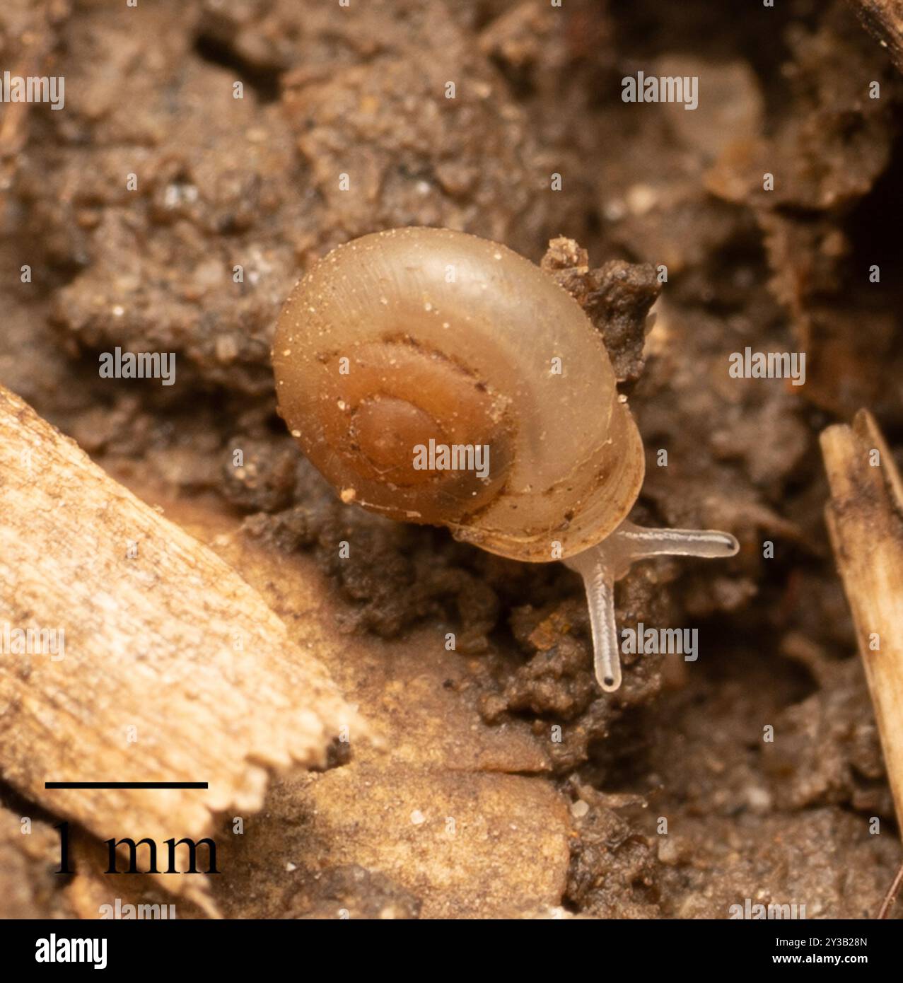 Grass-snails (Vallonia) Mollusca Stock Photo - Alamy