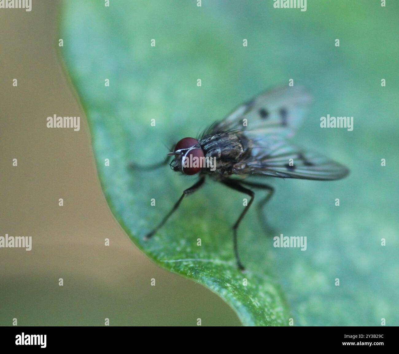 Root-maggot Flies (Anthomyiidae) Insecta Stock Photo - Alamy