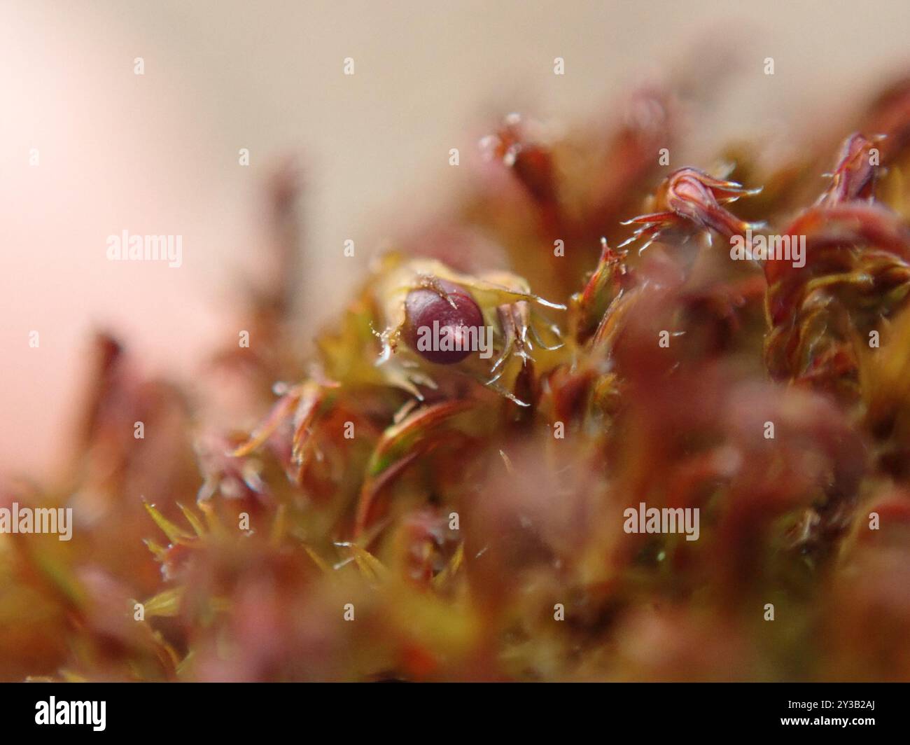 Papillose Bloom Moss (Schistidium papillosum) Plantae Stock Photo - Alamy
