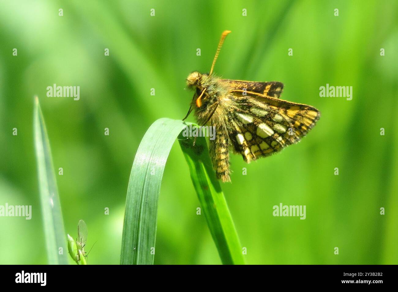 Chequered Skipper (Carterocephalus palaemon) Insecta Stock Photo - Alamy