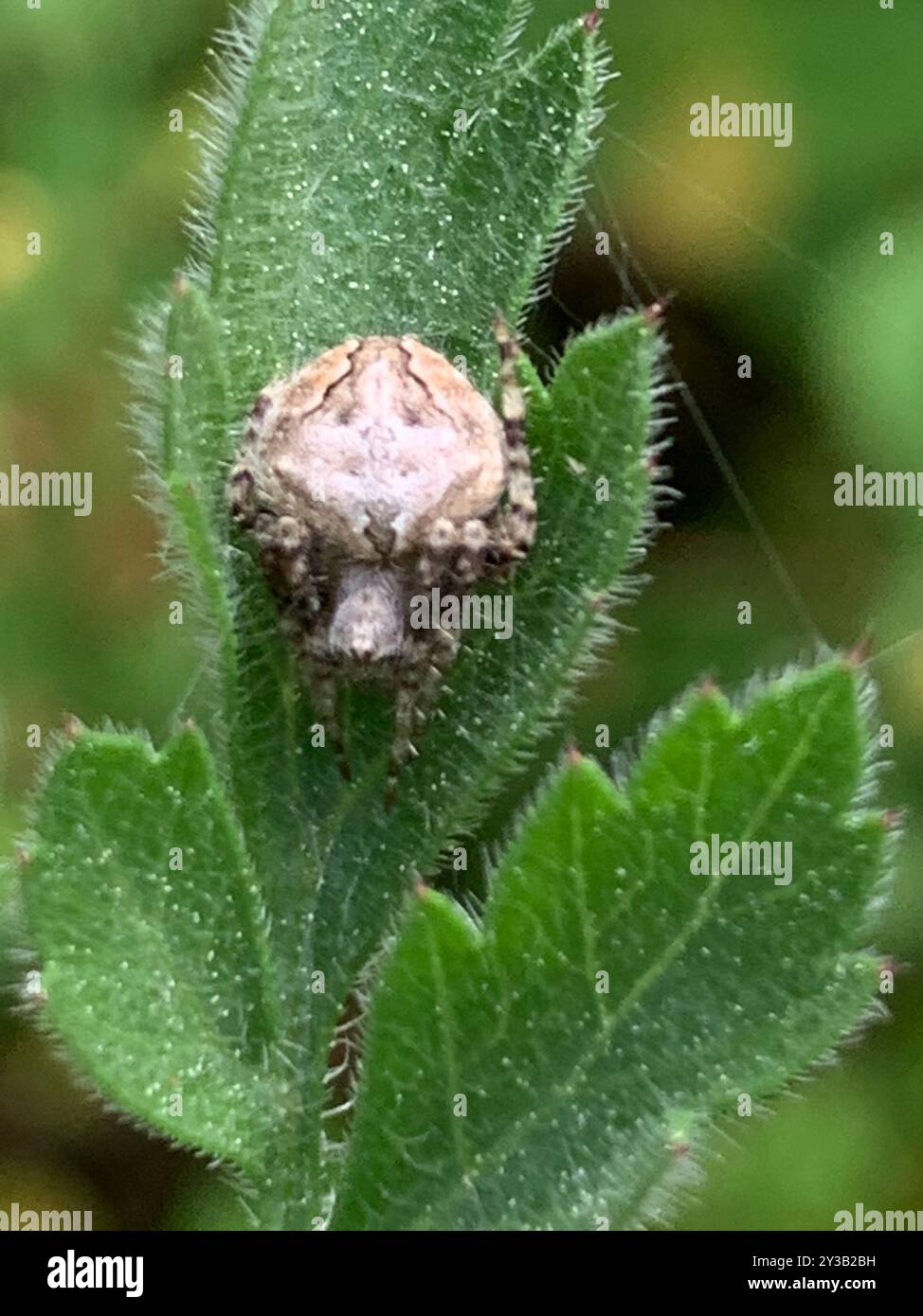 Common Hairy Field Spider (Neoscona subfusca) Arachnida Stock Photo - Alamy