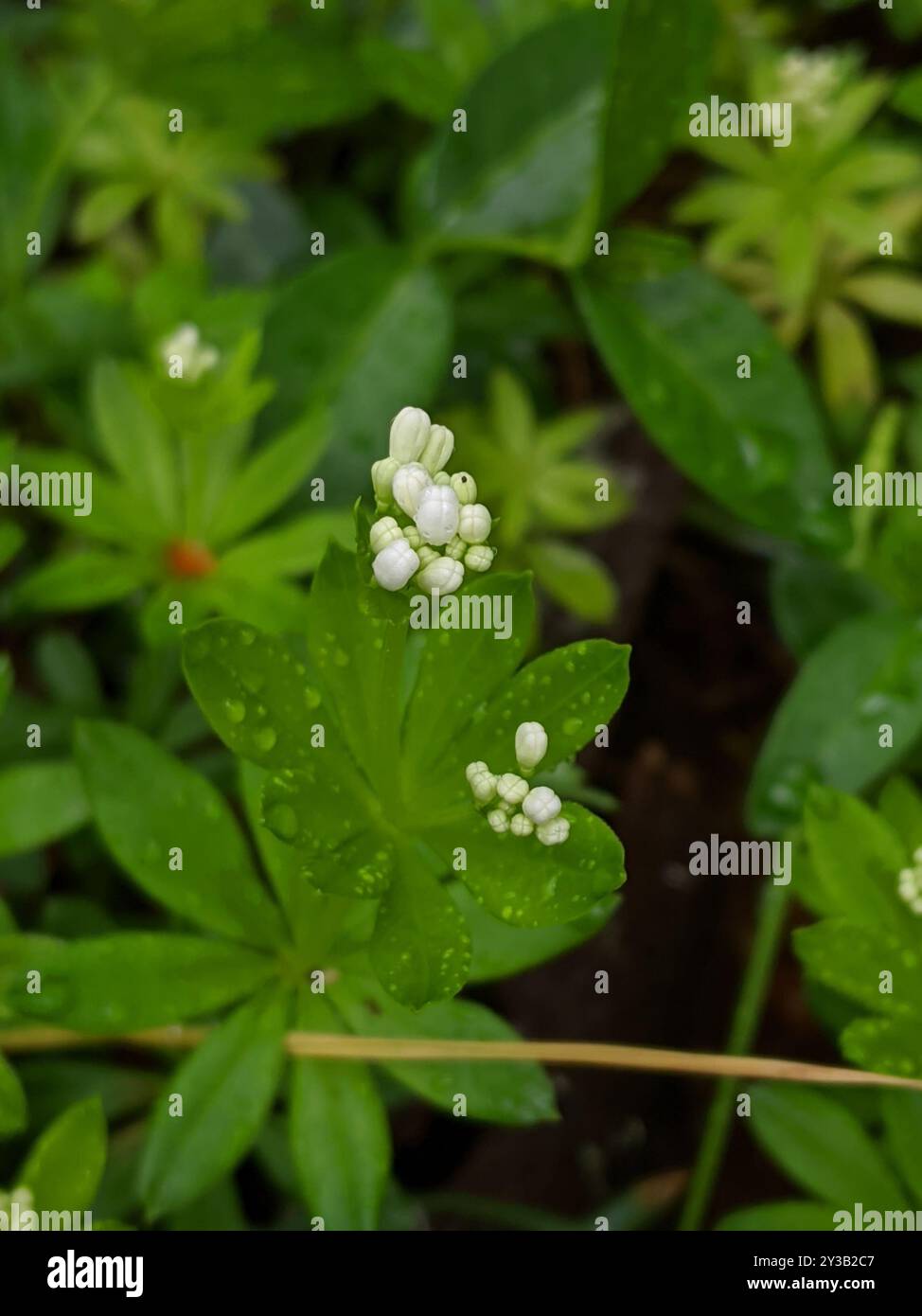 Sweet Woodruff (Galium odoratum) Plantae Stock Photo - Alamy