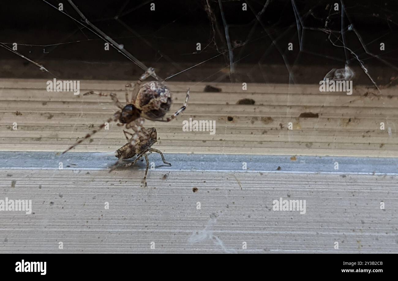 Typical Cobweb Spiders (Theridion) Arachnida Stock Photo - Alamy