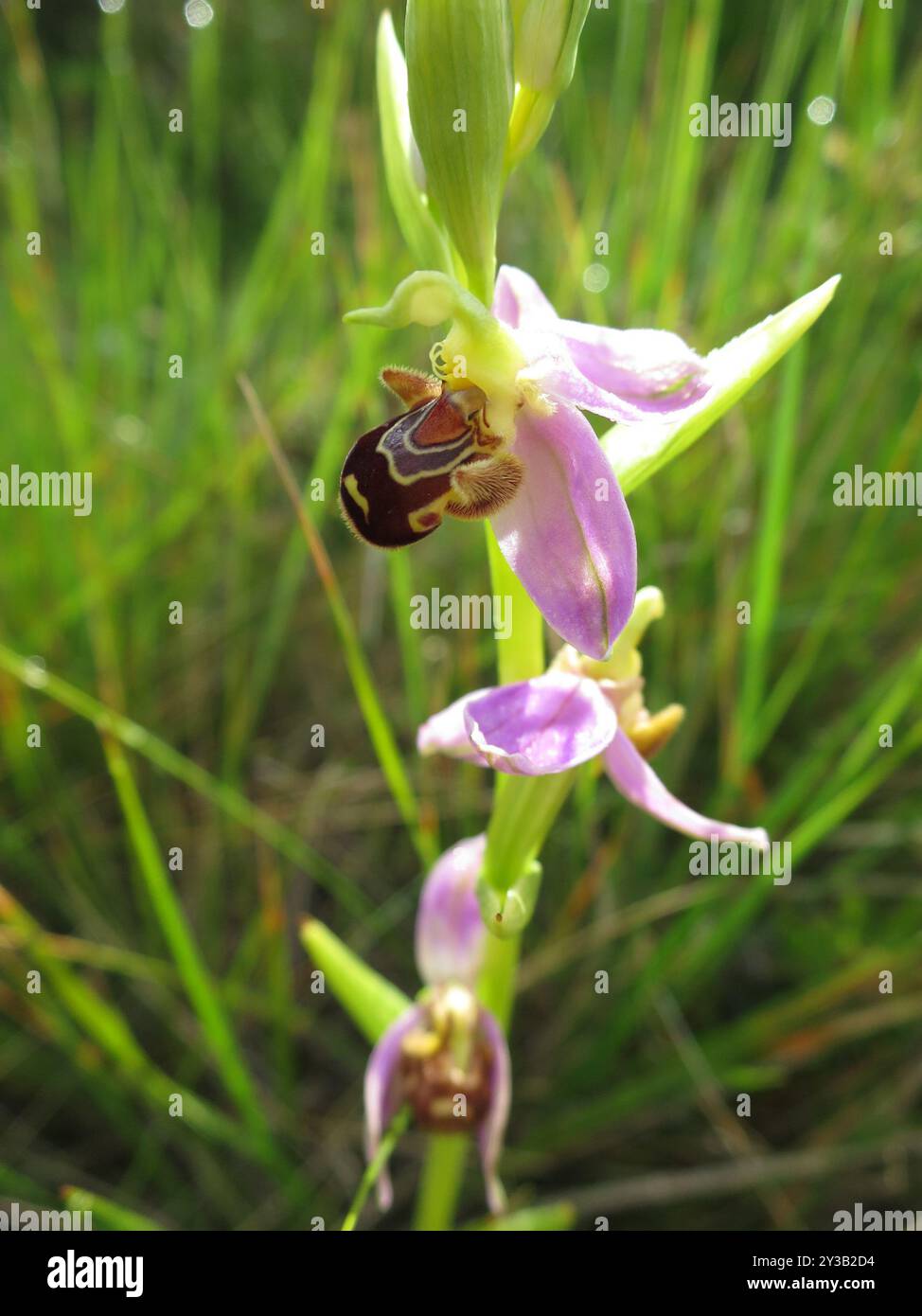 Bee Orchid (Ophrys apifera) Plantae Stock Photo - Alamy