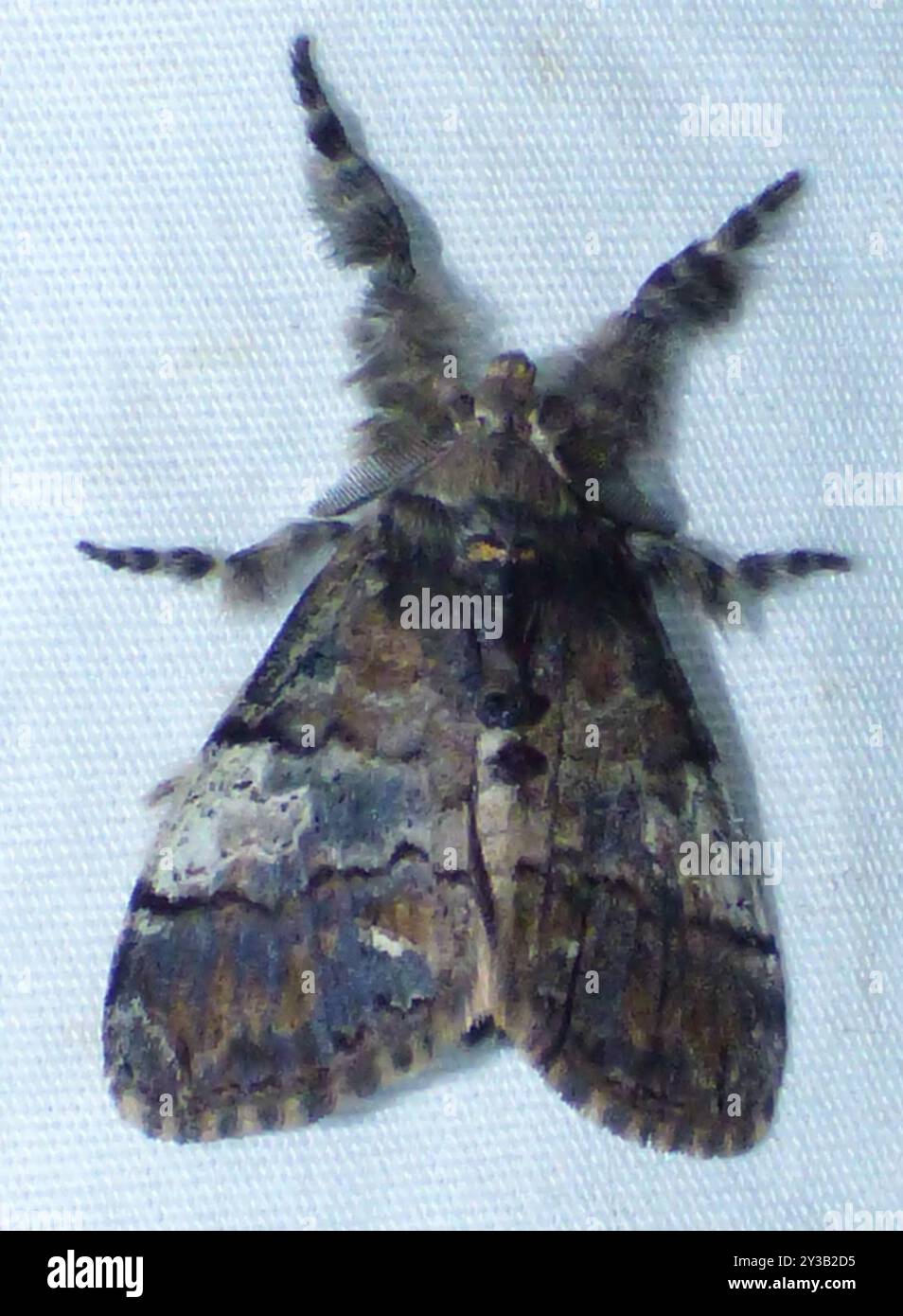Southern Tussock Moth (Dasychira meridionalis) Insecta Stock Photo - Alamy