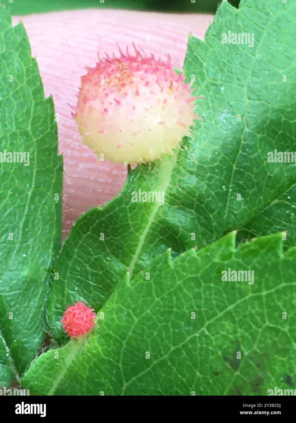 (Diplolepis polita) Insecta Stock Photo - Alamy