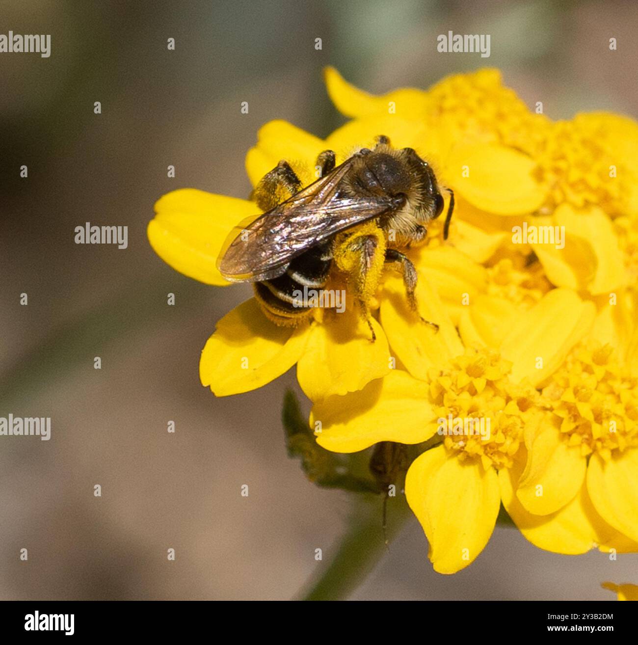 Mining Bees (Andrena) Insecta Stock Photo - Alamy