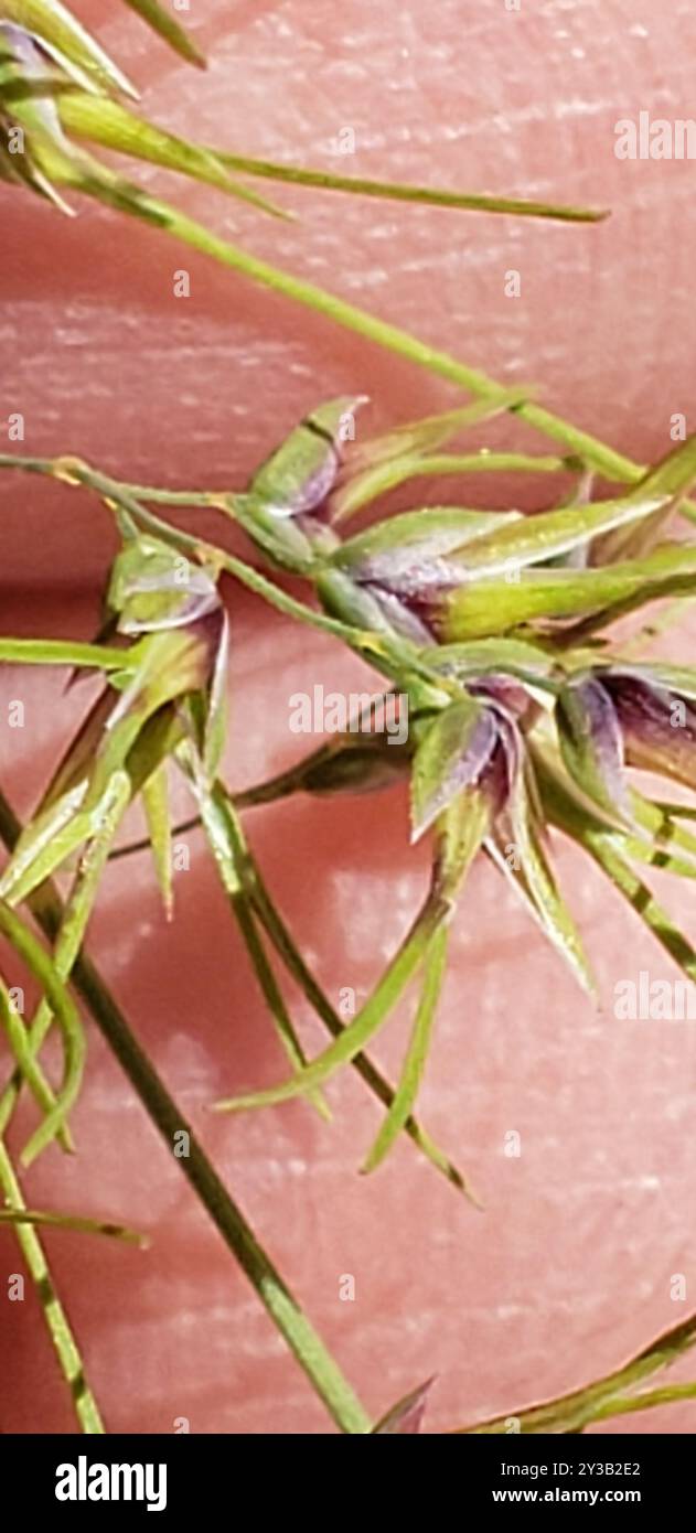 Bulbous Bluegrass (Poa bulbosa) Plantae Stock Photo - Alamy