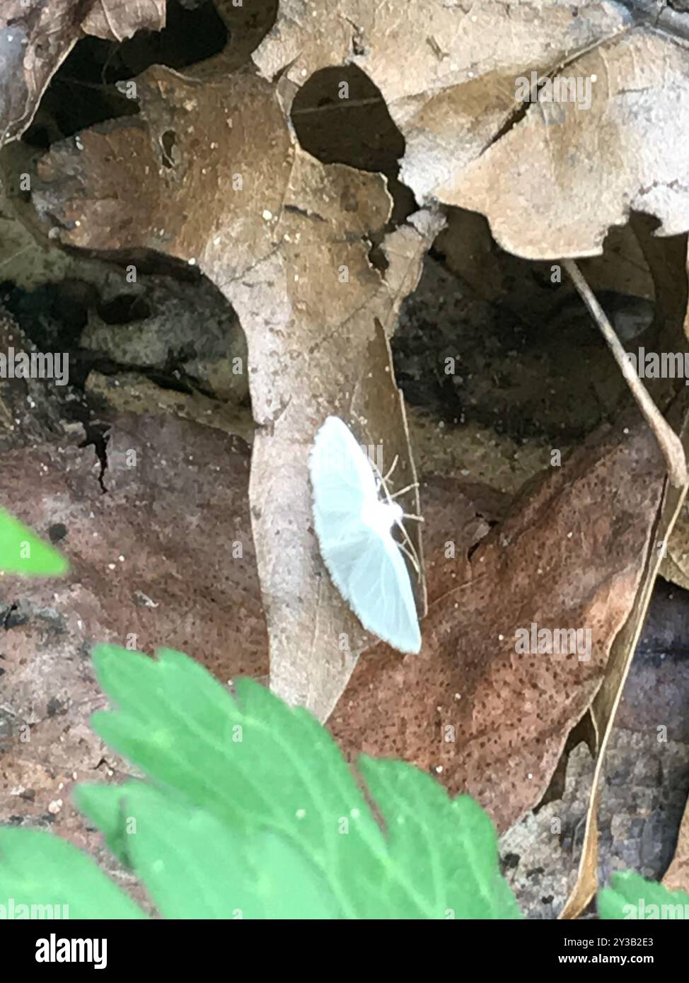 White Spring Moth (Lomographa vestaliata) Insecta Stock Photo - Alamy