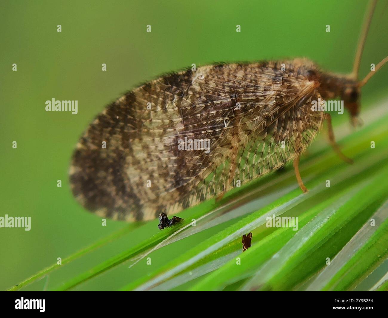 Brown Lacewings (Hemerobiidae) Insecta Stock Photo - Alamy