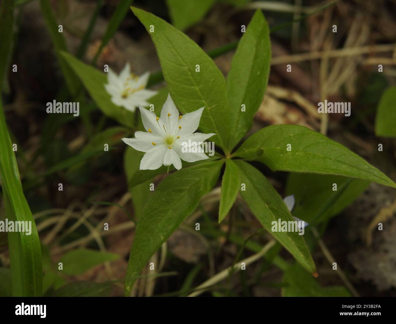 northern starflower (Lysimachia borealis) Plantae Stock Photo - Alamy