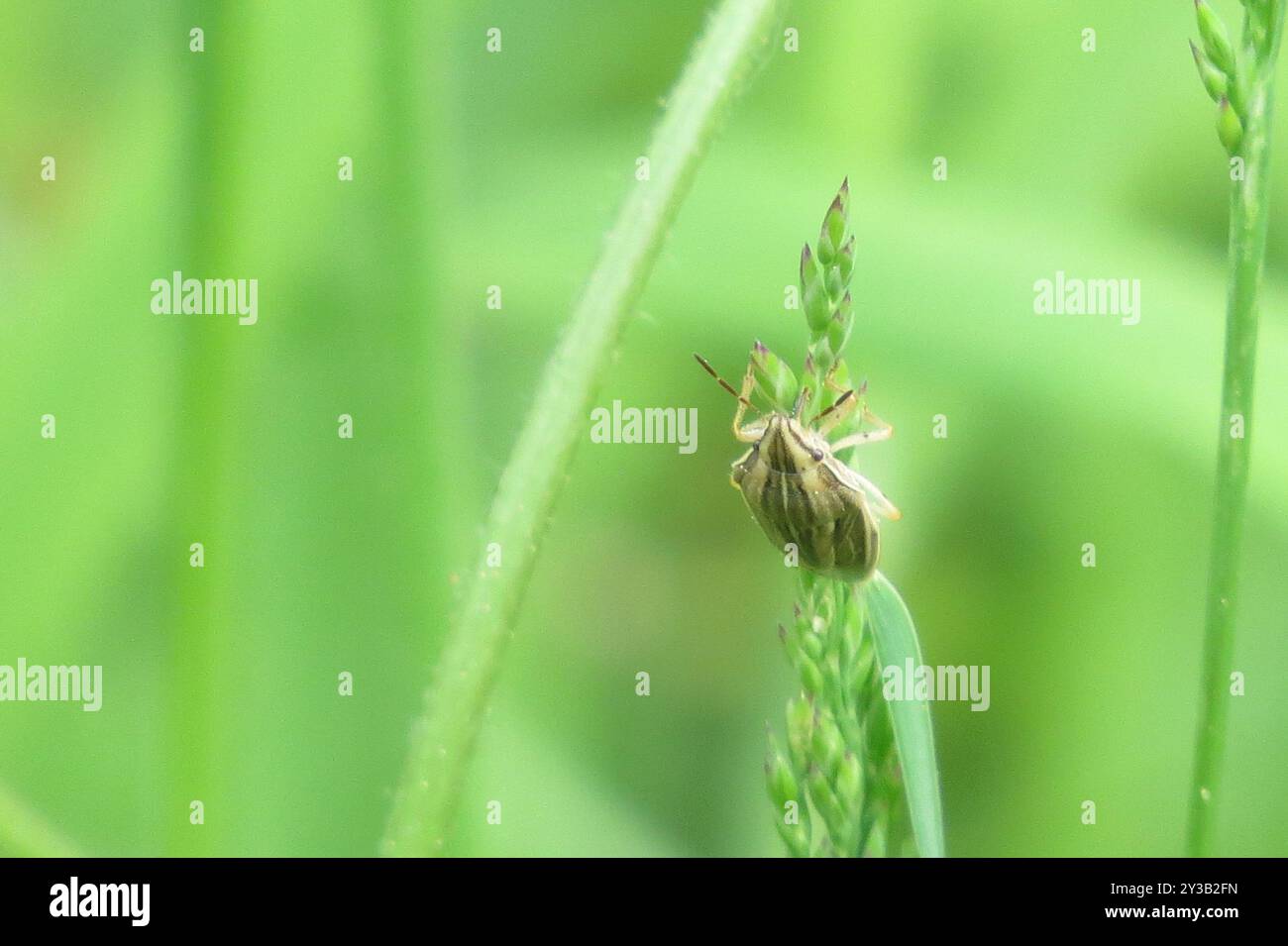 Bishop's Mitre Shield Bug (Aelia acuminata) Insecta Stock Photo - Alamy