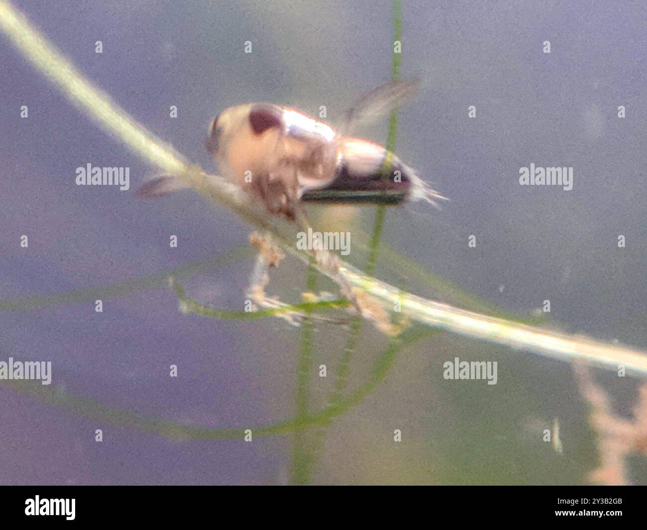 Water Boatmen (Corixidae) Insecta Stock Photo - Alamy