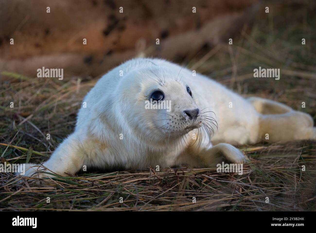 A cute grey seal pup photographed during the pupping season along the ...