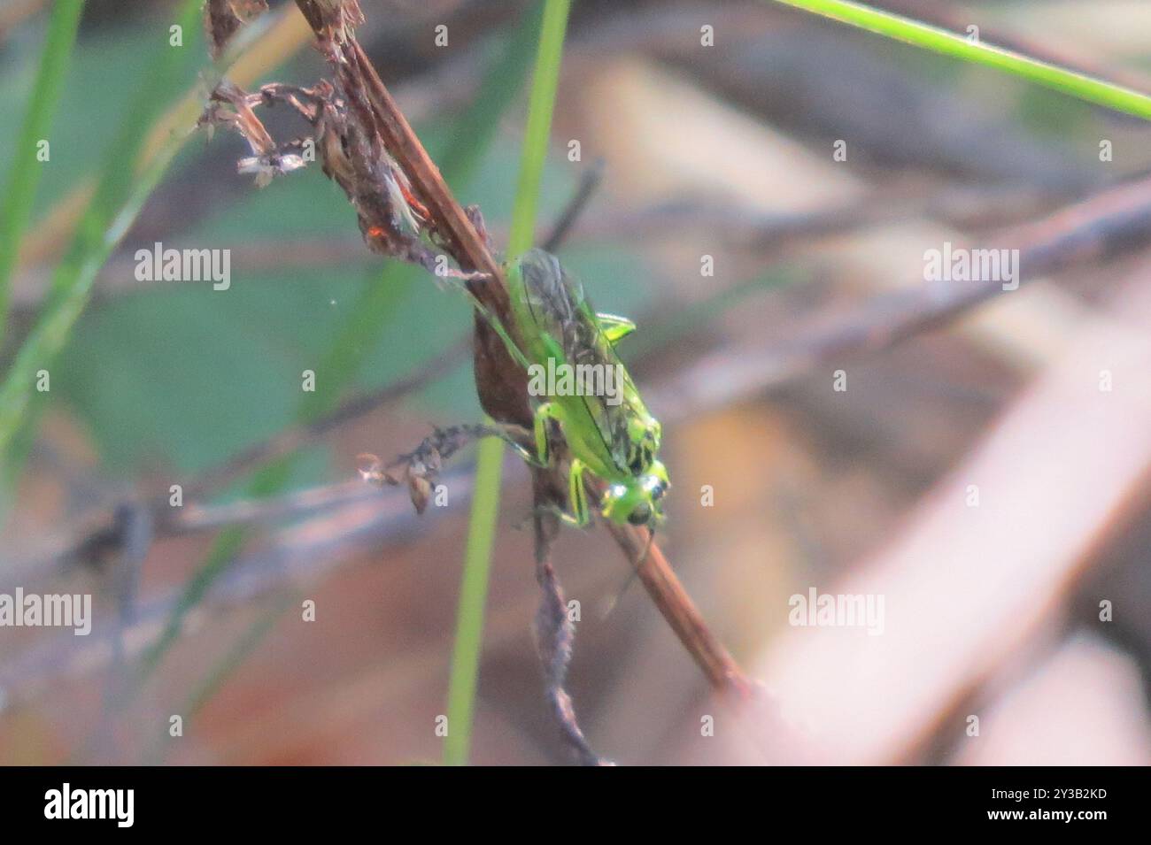 Dark Rhogogaster (Rhogogaster viridis) Insecta Stock Photo - Alamy