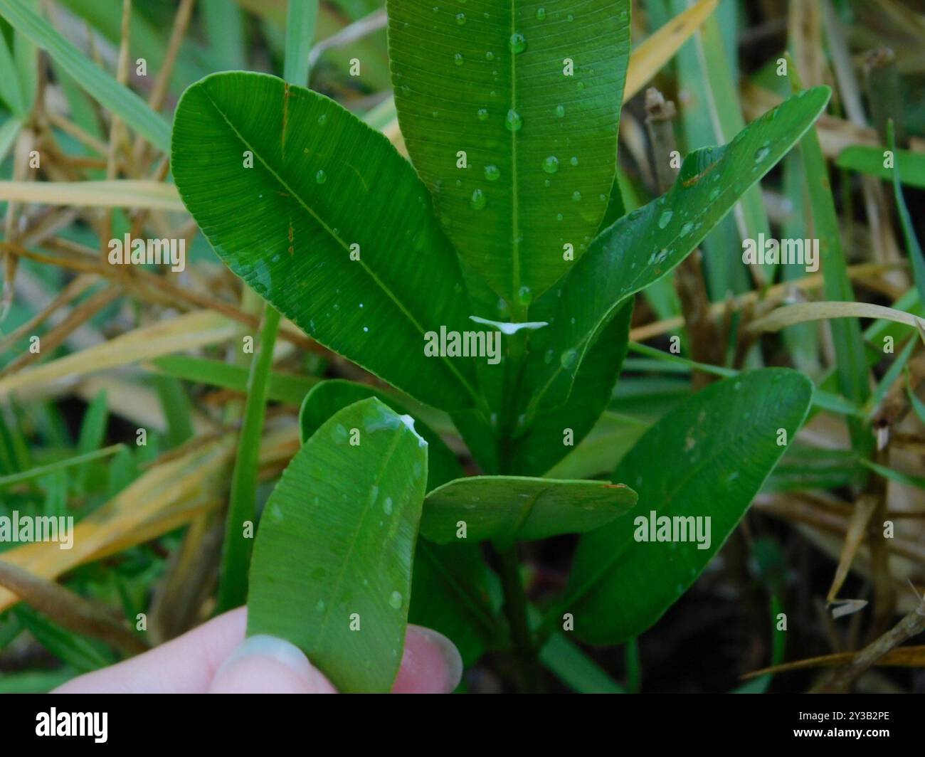 plants (Plantae) Plantae Stock Photo - Alamy