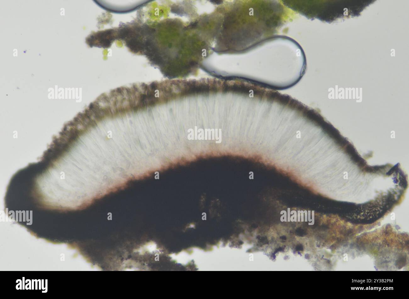 (Porpidia thomsonii) Fungi Stock Photo - Alamy